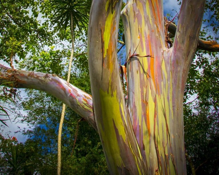 Meet Nature’s Super Star Trees | Earth Day
